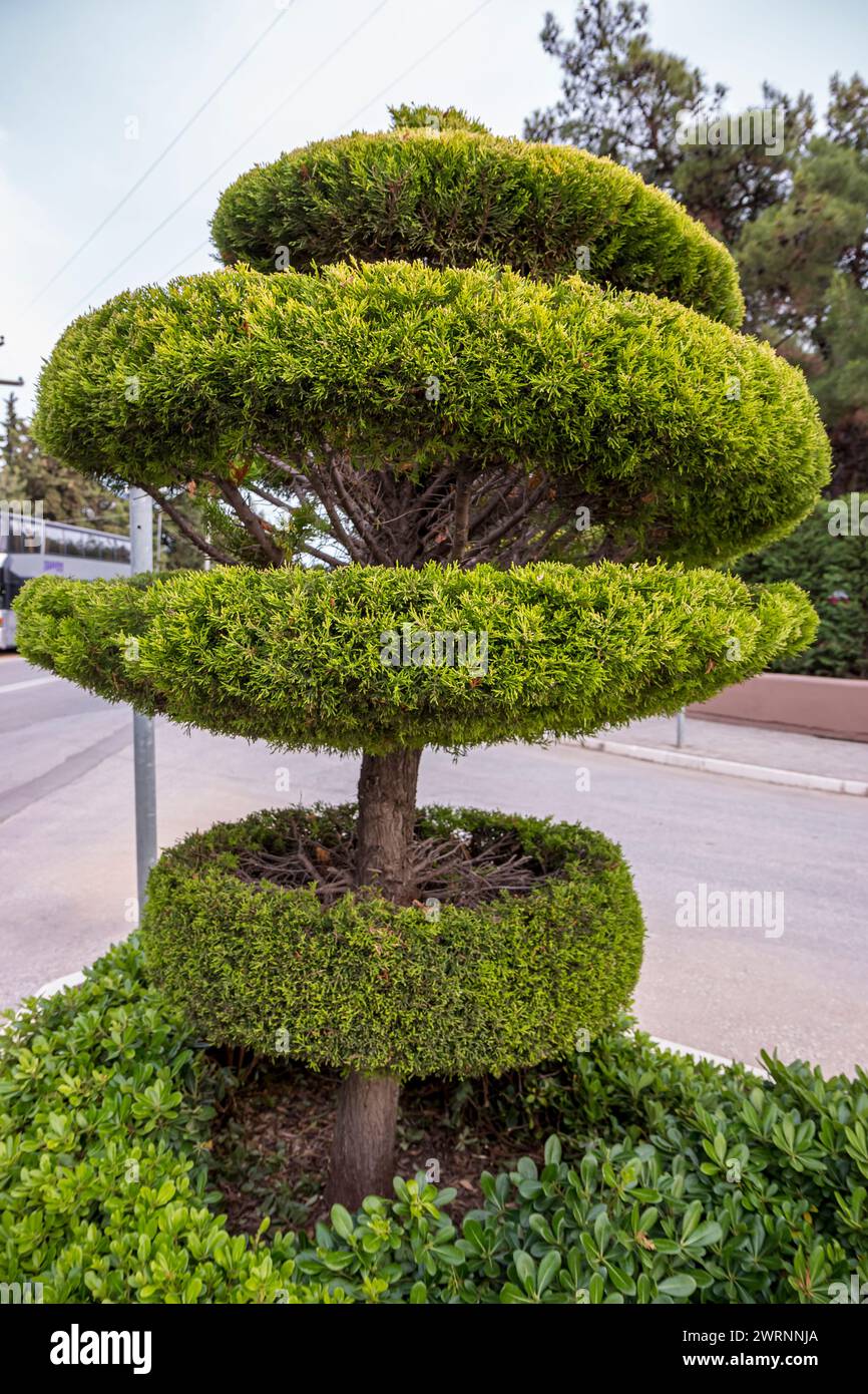 Round shaped tree is growing in a pot hi-res stock photography and ...