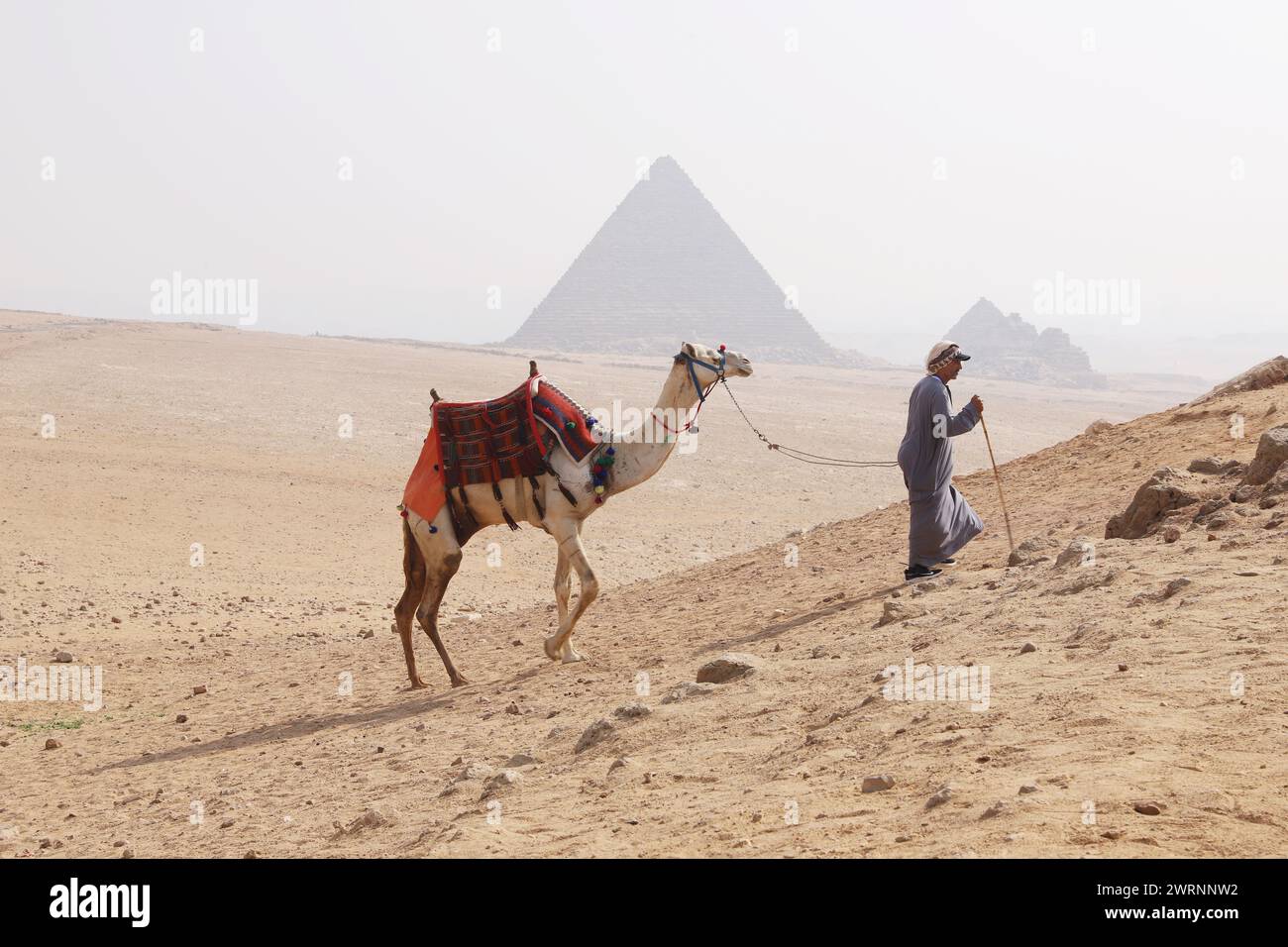 Cairo Giza, Egypt - October 24, 2024 - Camel riding in the desert of ...