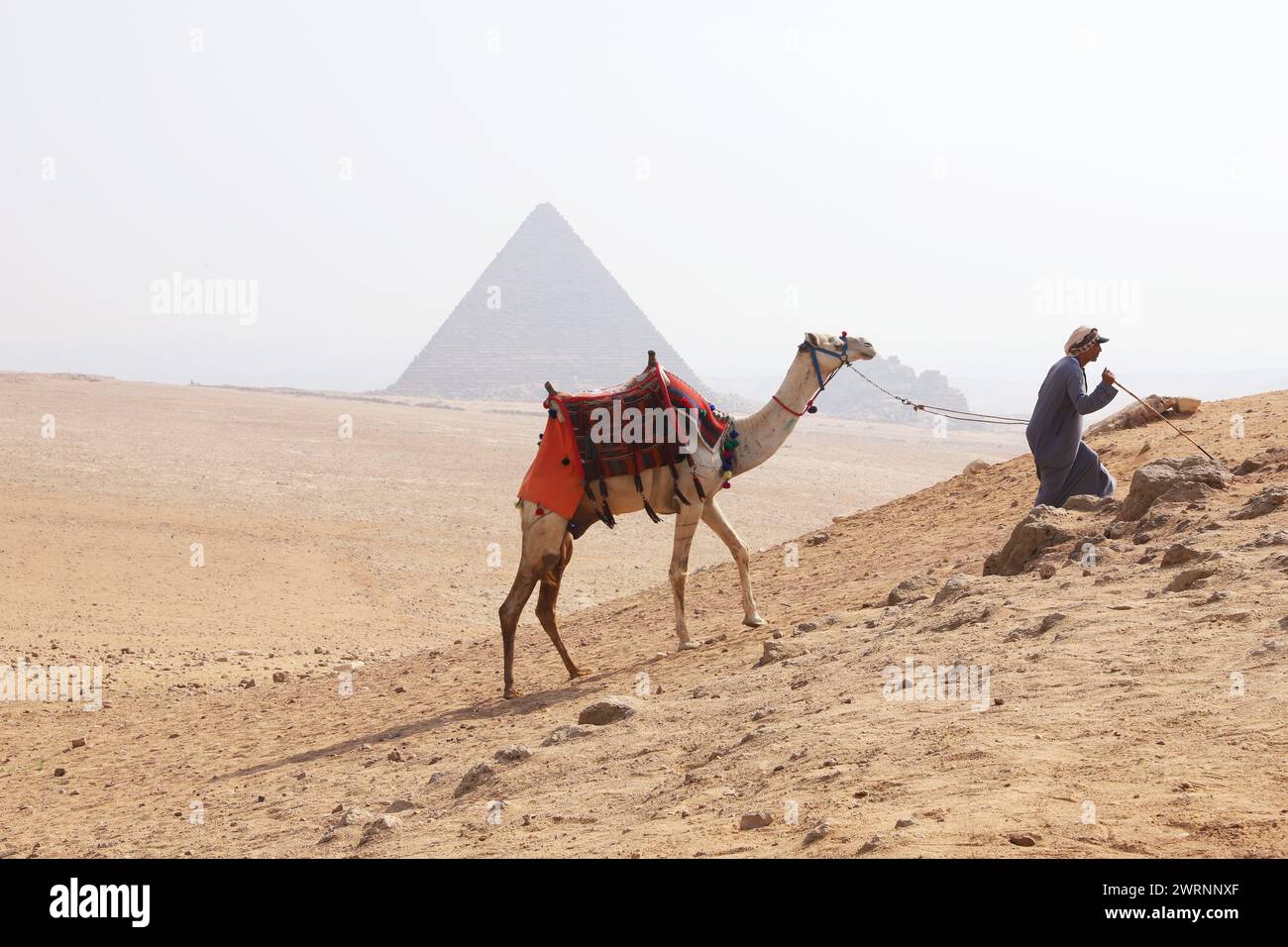 Cairo Giza, Egypt - October 24, 2024 - Camel riding in the desert of ...