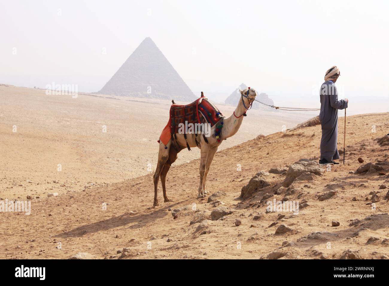 Cairo Giza, Egypt - October 24, 2024 - Camel riding in the desert of ...