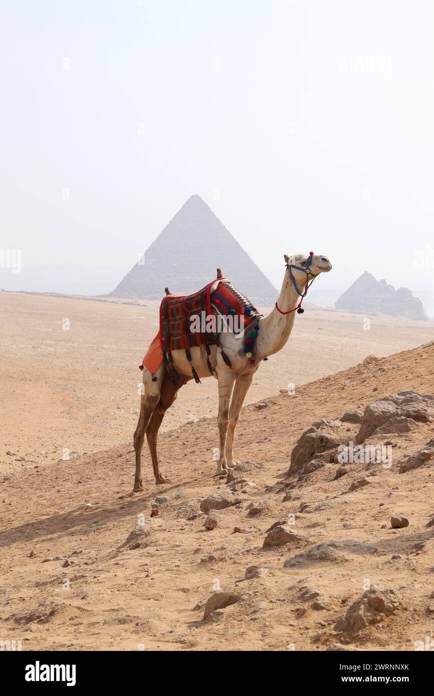 Camel looking at pyramids of giza hi-res stock photography and images ...