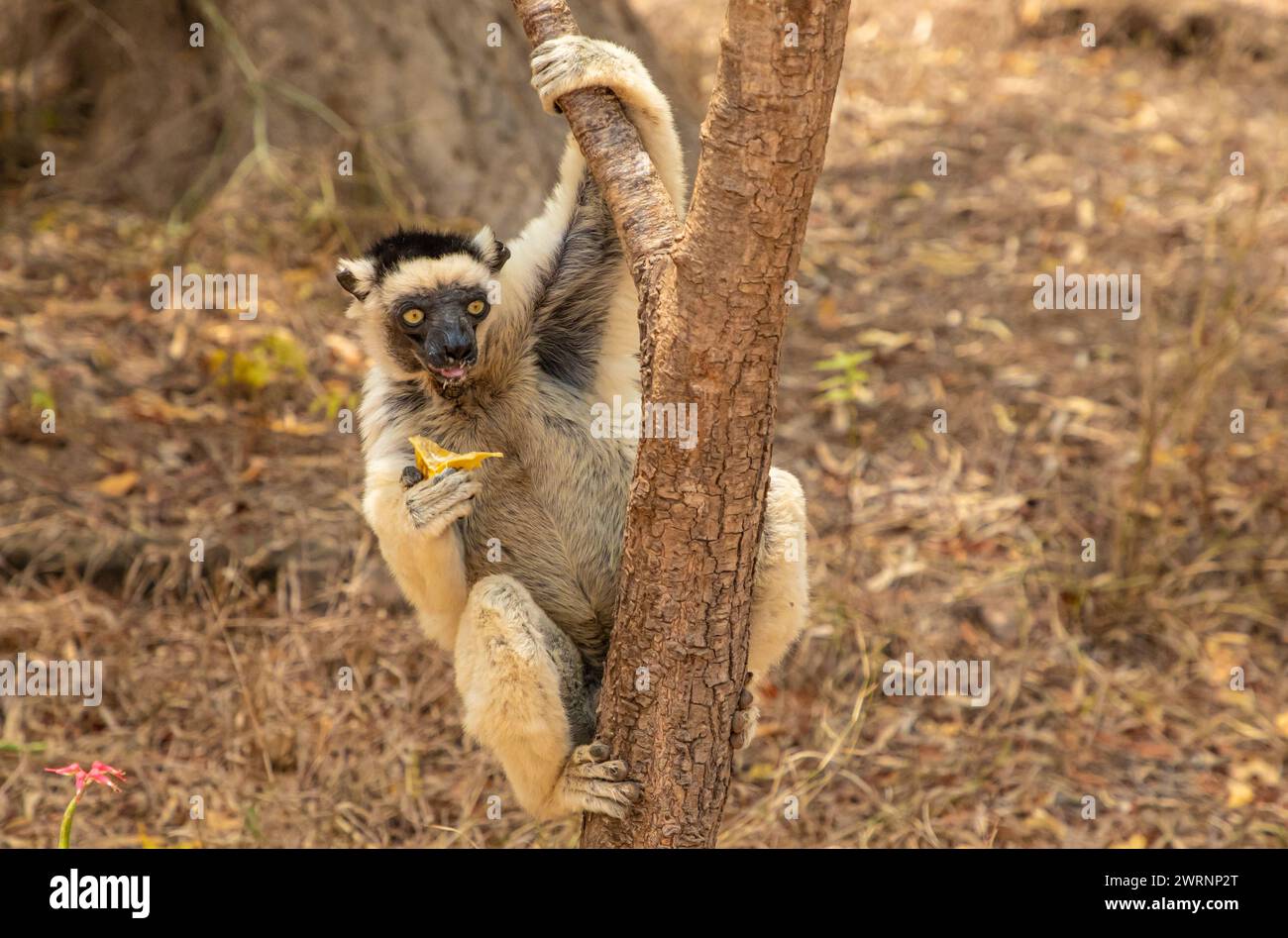 Verreaux's sifaka in Kimony hotel park. White sifaka with dark head on ...