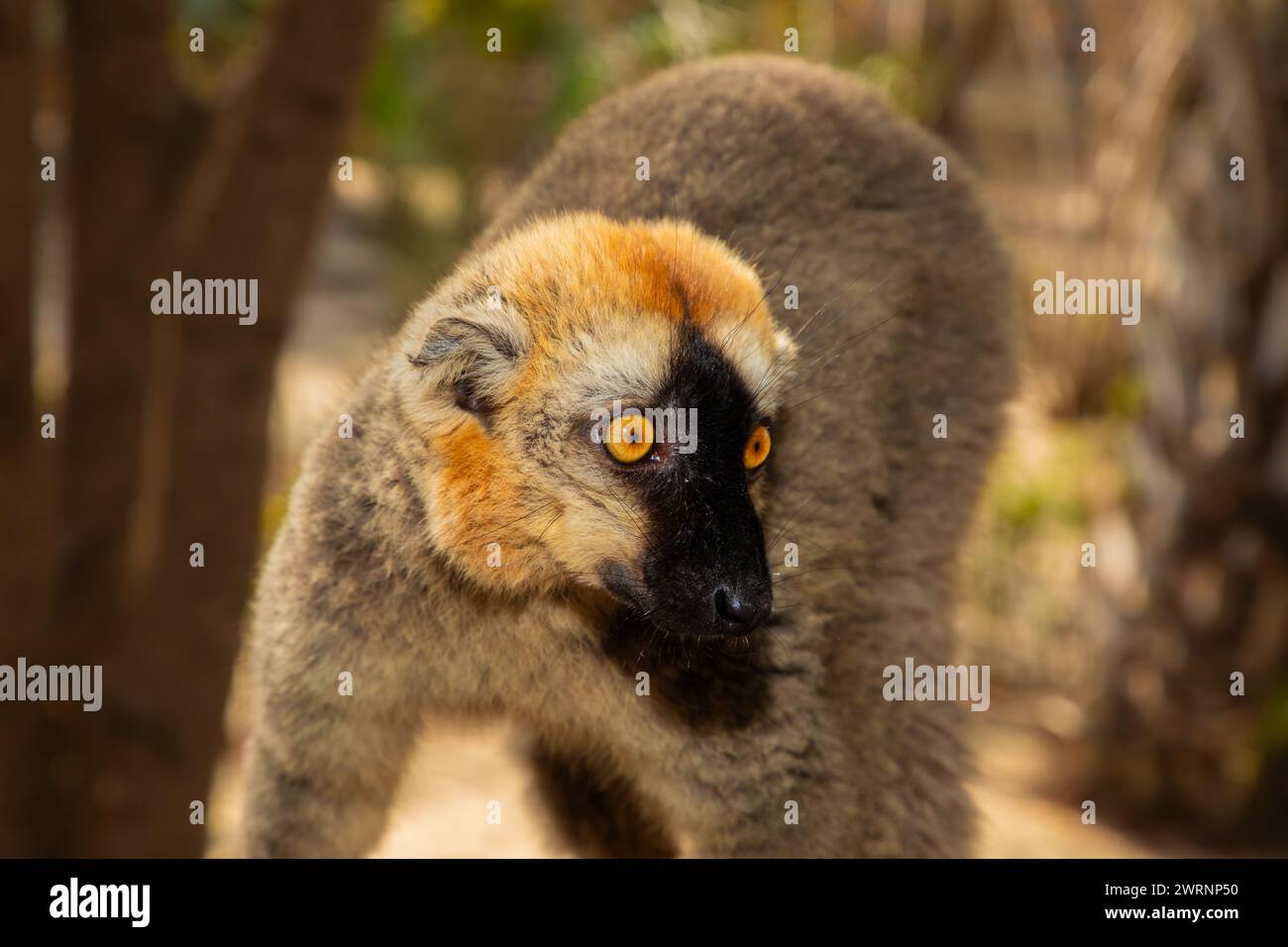Red-bellied Lemur - Eulemur rubriventer, rain forest Madagascar east ...