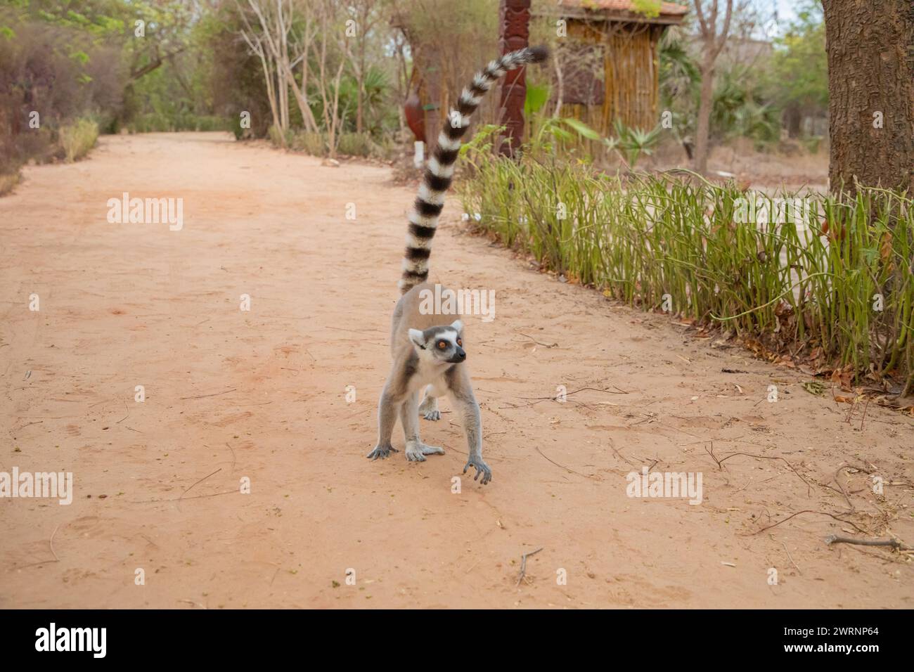 ring-tailed lemur, Lemur catta large strepsirrhine primate and most ...