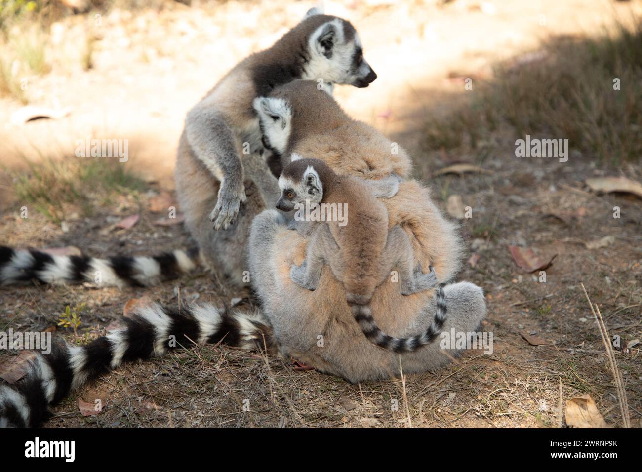 ring-tailed gray lemur in natural environment in private park ...