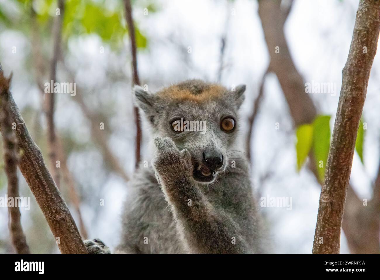 Eulemur coronatus, Crowned Lemur, graces Madagascar's forests with its ...