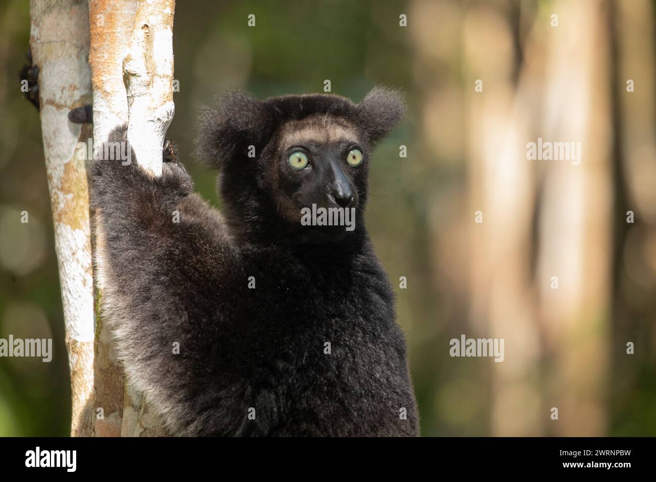Lemur Indri indri, babakoto black and white largest lemur from ...