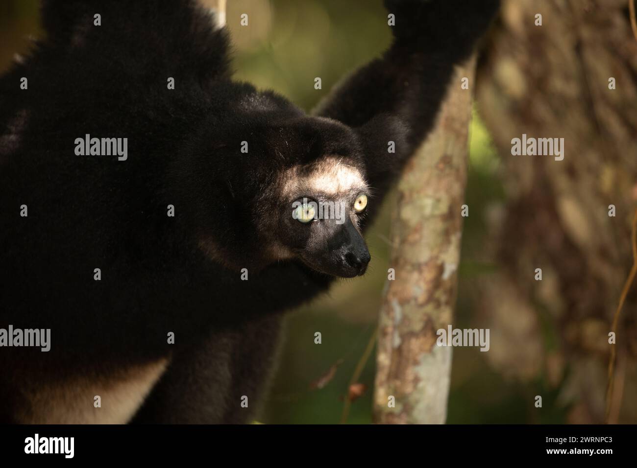 Lemur Indri indri, babakoto black and white largest lemur from ...