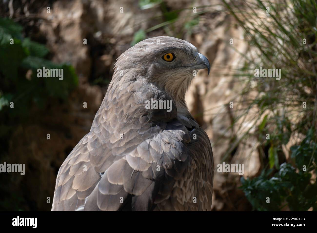 A short-toed snake eagle Circaetus gallicus, also known as short toed ...