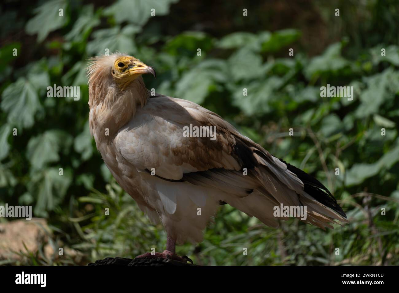 The Egyptian vulture Neophron percnopterus, also called the white ...