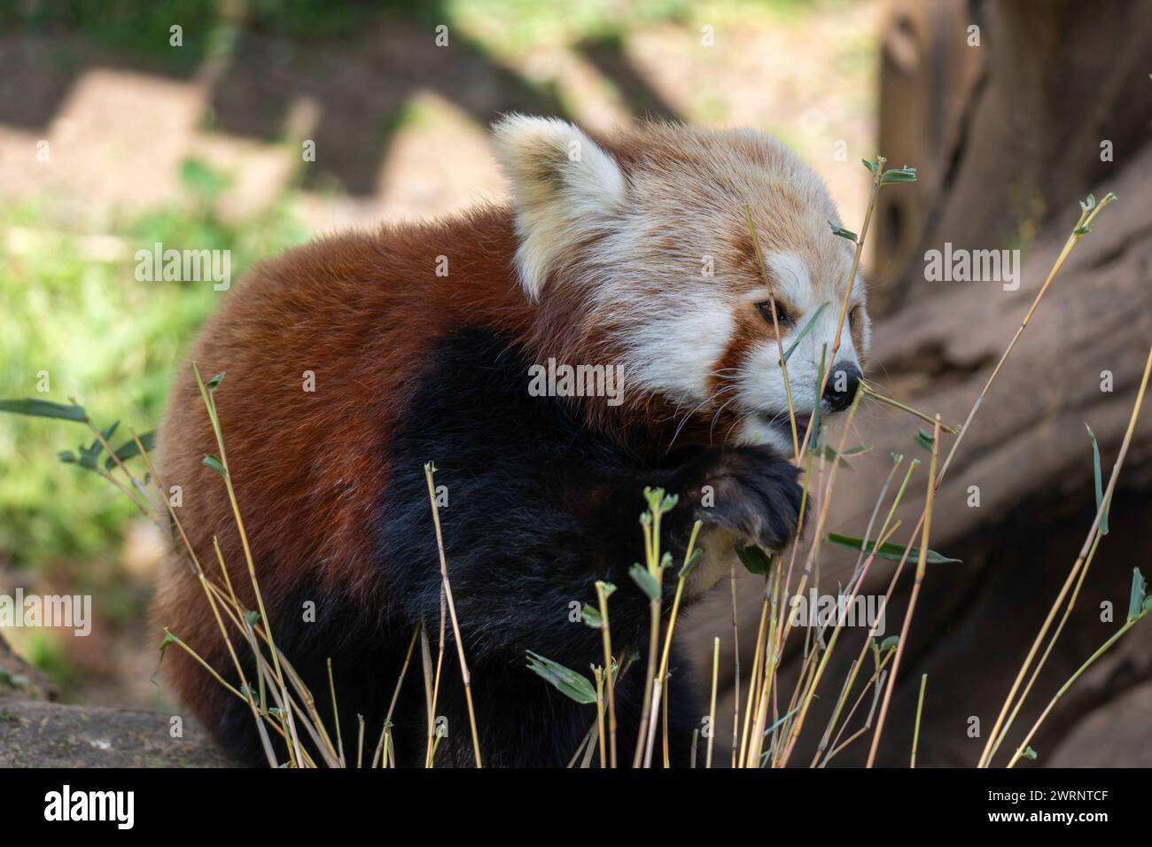 Native to the eastern himalayas hi-res stock photography and images - Alamy