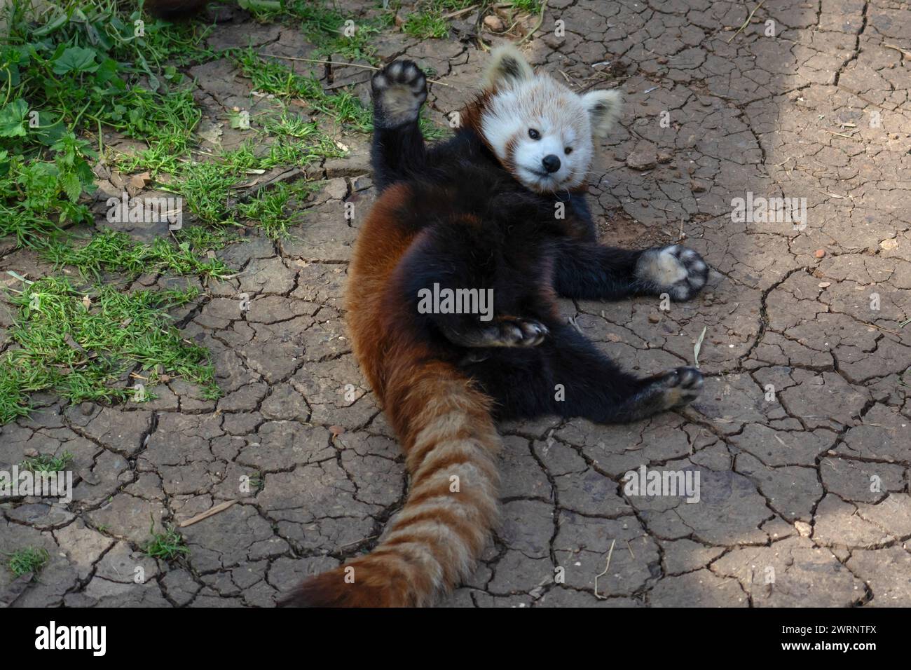 The red panda, also called the lesser panda, the red bear-cat, and the ...