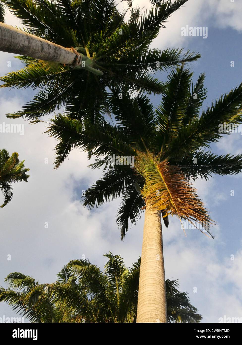 tree top of royal palm trees, palm fronds seen from low-angle shot ...