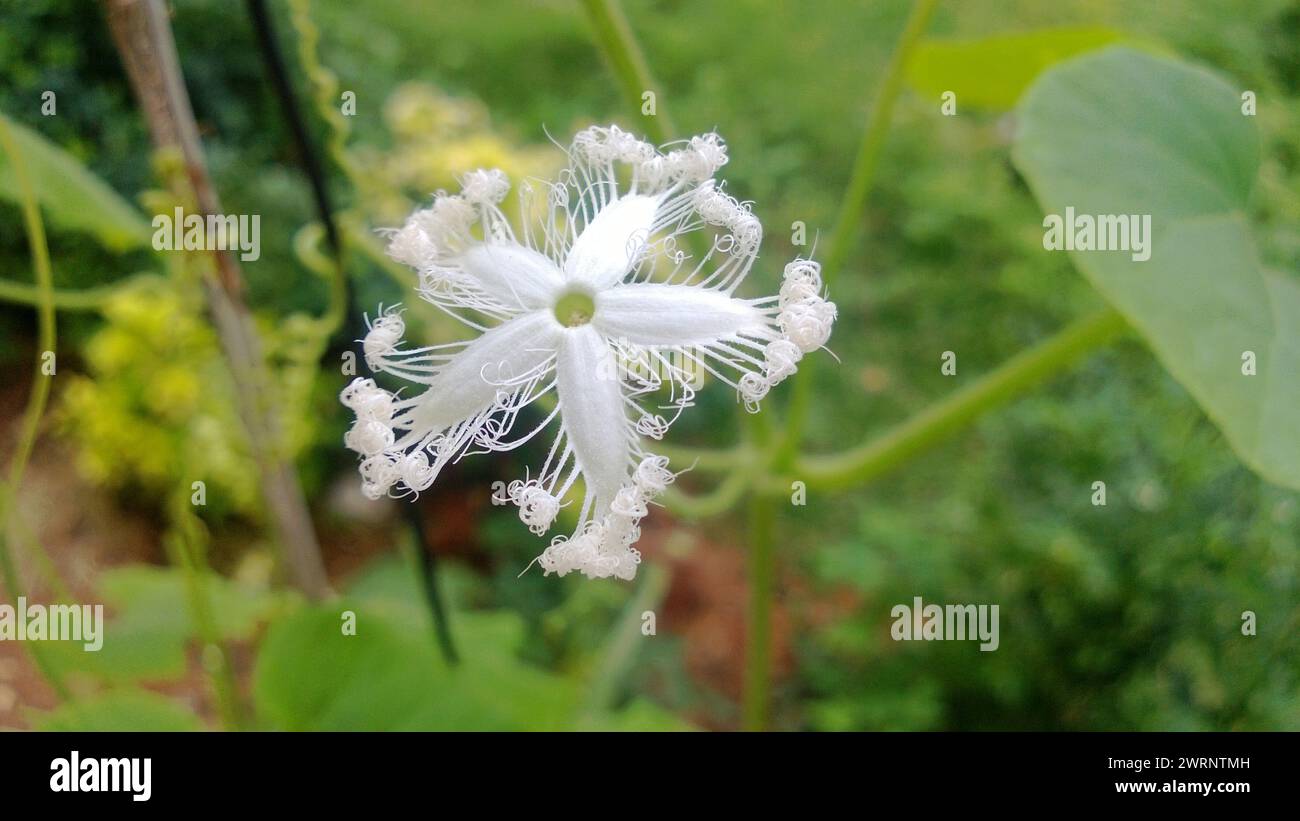 White flower with elongated leaves encircling the stem Stock Photo - Alamy