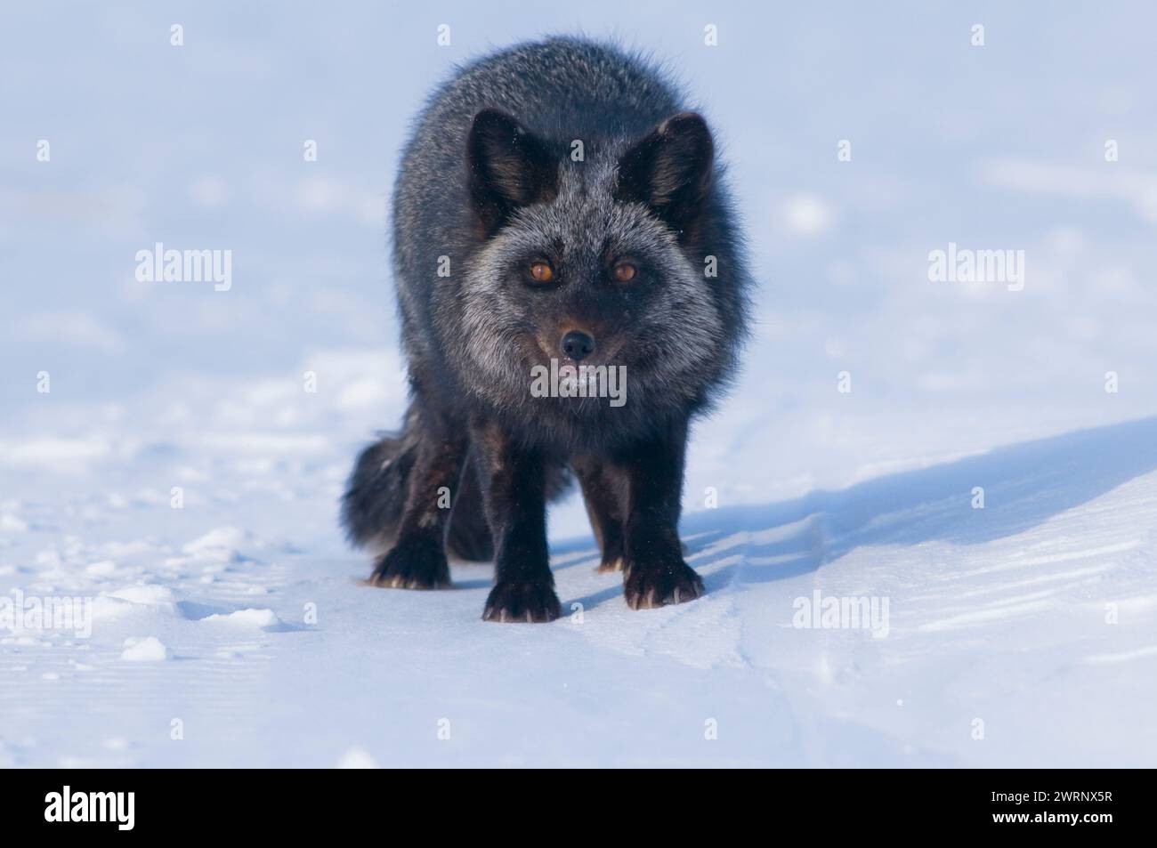 Silver fox profile hi-res stock photography and images - Alamy