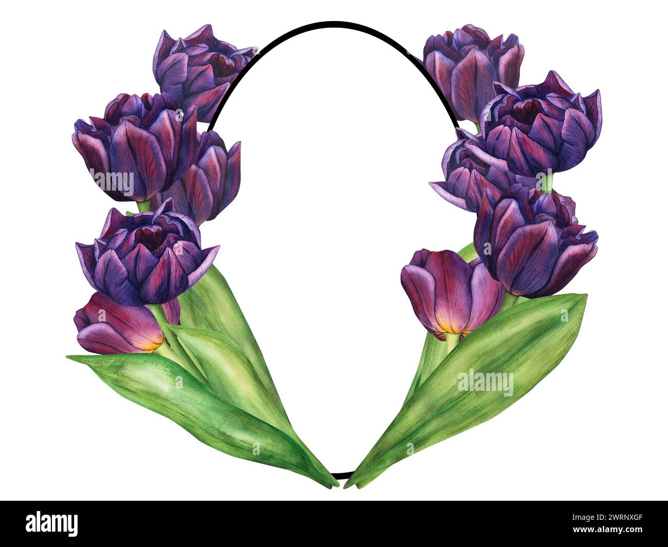 Oval Frame with Violet Tulips. Spring Bouquet of Purple Flowers ...