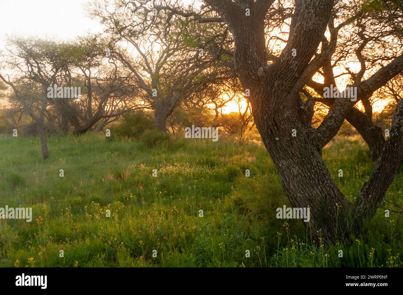 Calden forest landscape, La Pampa province, Patagonia, Argentina Stock ...