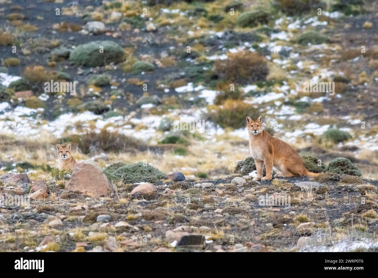 Puma walking in mountain environment, Torres del Paine National Park ...