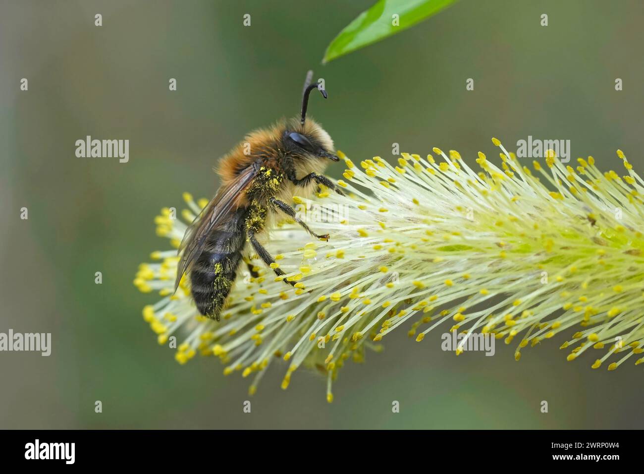 Closeup on a cute male Early Cellophane Bee,, Colletes cunicularius, on ...