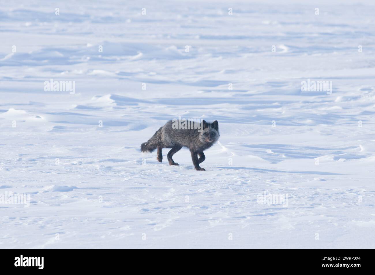 Silver fox profile hi-res stock photography and images - Alamy