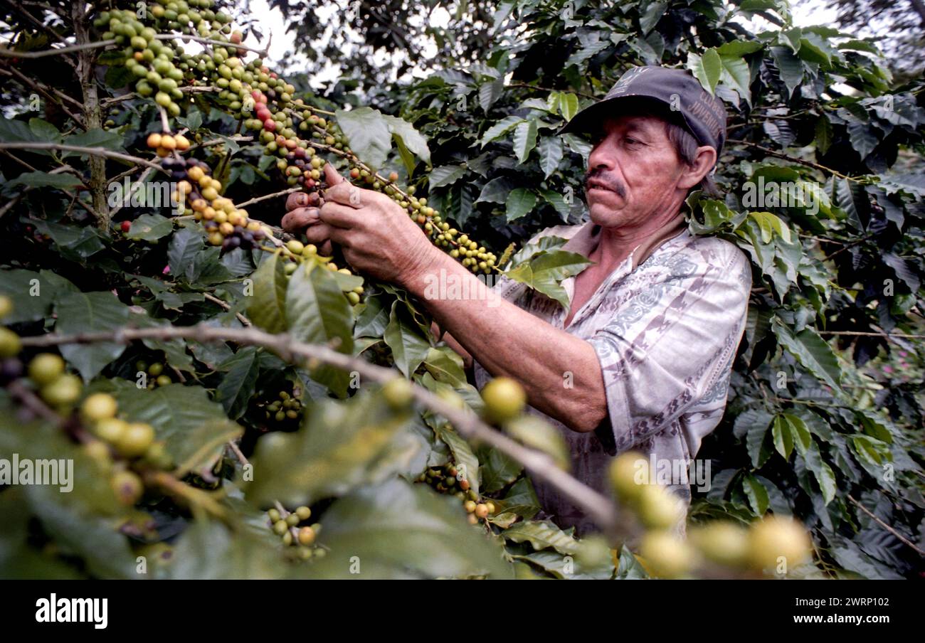 Colour shot Coffee Plantation, The Andes mountains, Medellin, Colombia ...