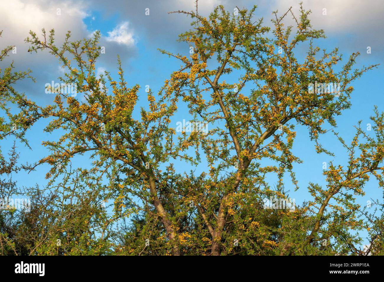 Chañar tree in Calden forest, bloomed in spring,La Pampa,Argentina ...
