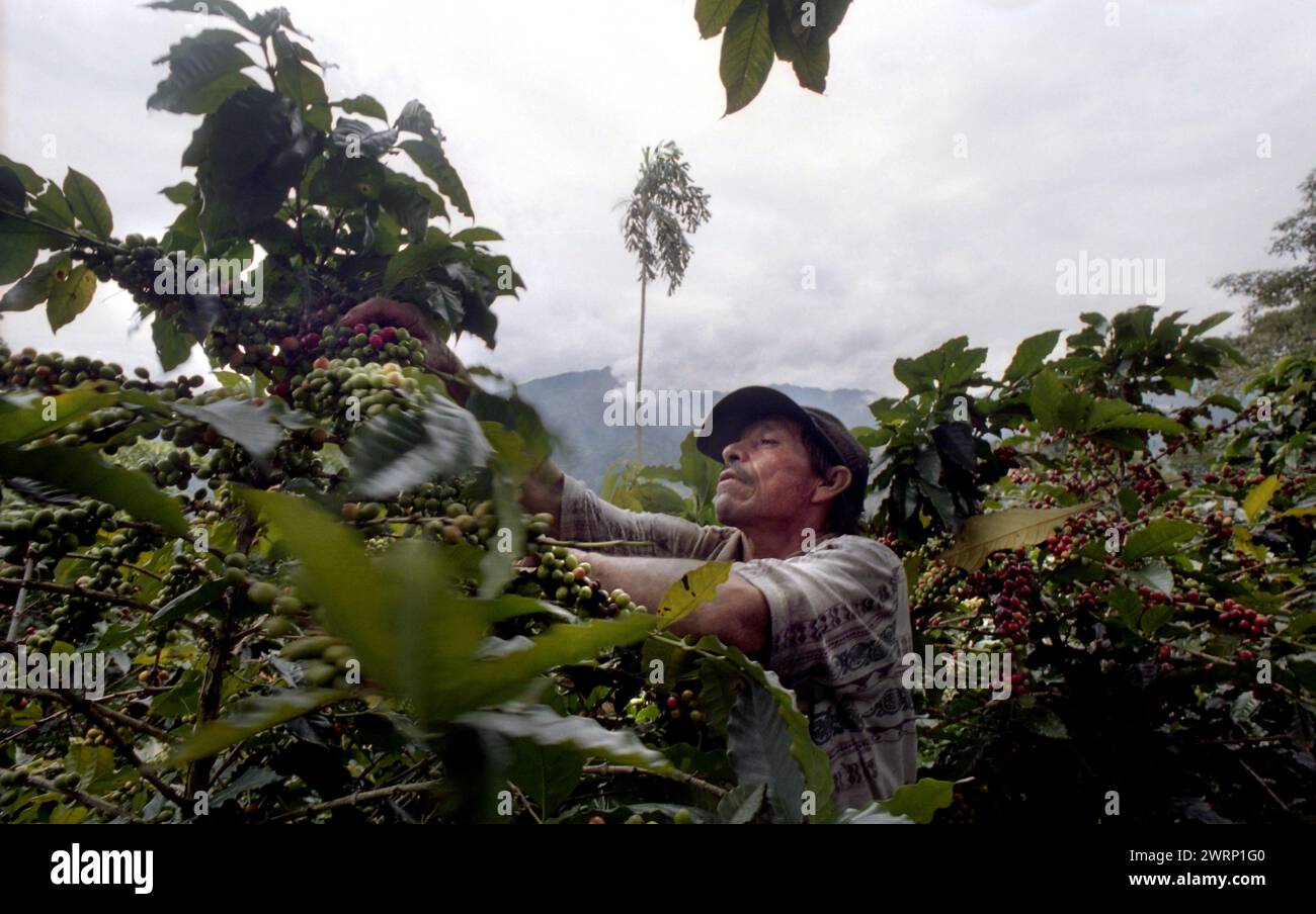 Colour shot Coffee Plantation, The Andes mountains, Medellin, Colombia ...