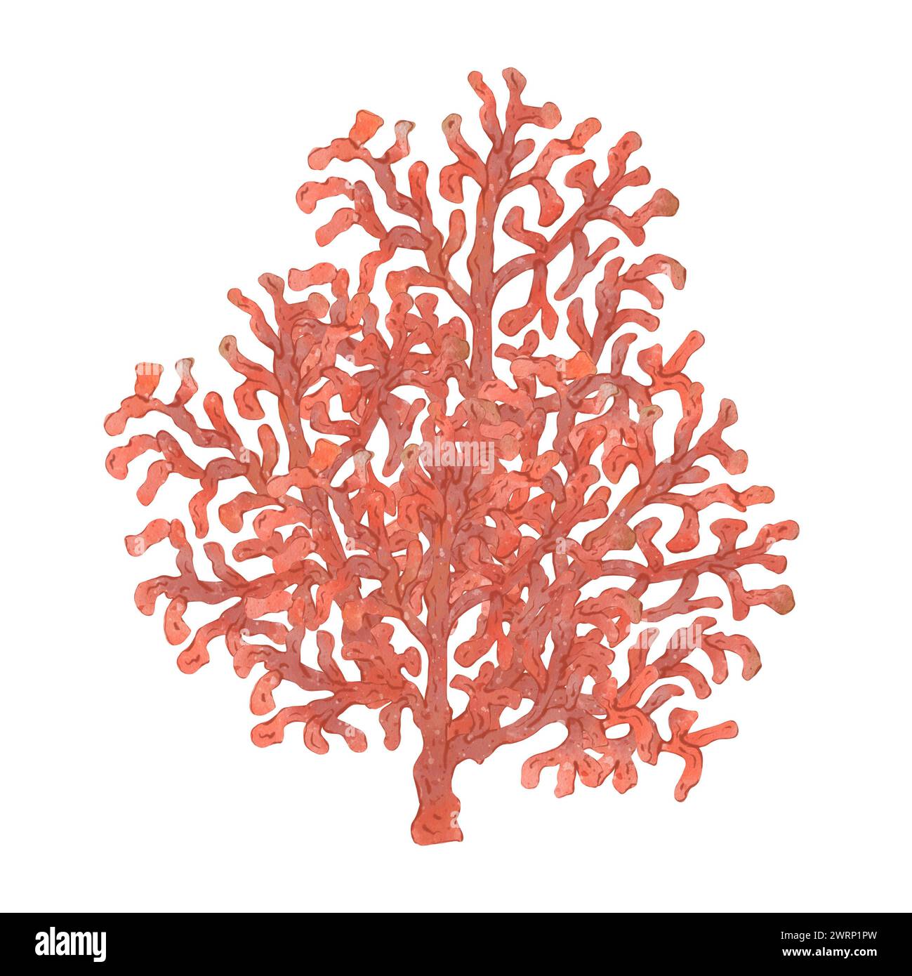 Watercolor red coral, sealife. Underwater flora, sea plants, botanical ...