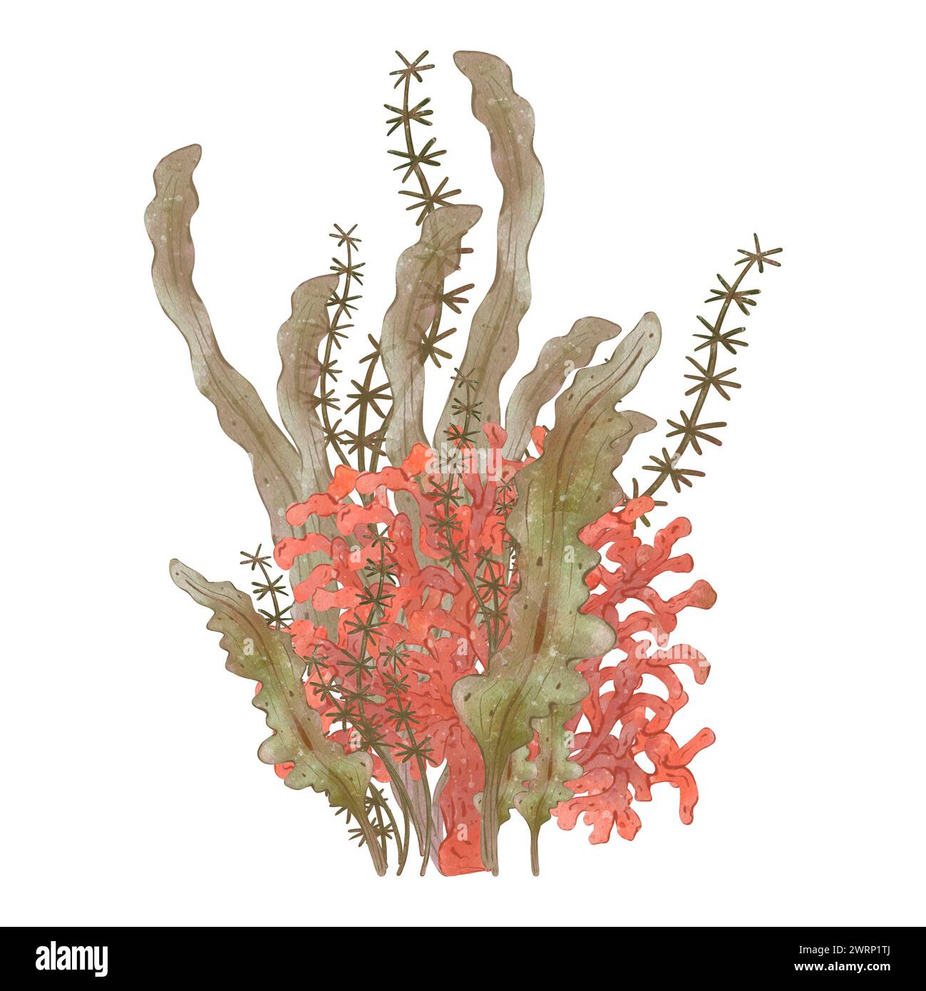 Watercolor seaweed bush with red coral. Green sea plant with exotic red ...