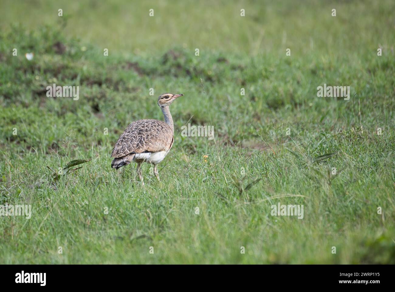 White-bellied bustard (Eupodotis senegalensis), adult female. The ...