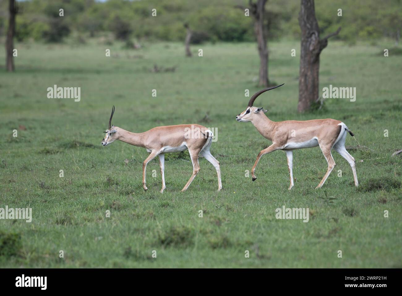Female gazelles hi-res stock photography and images - Alamy