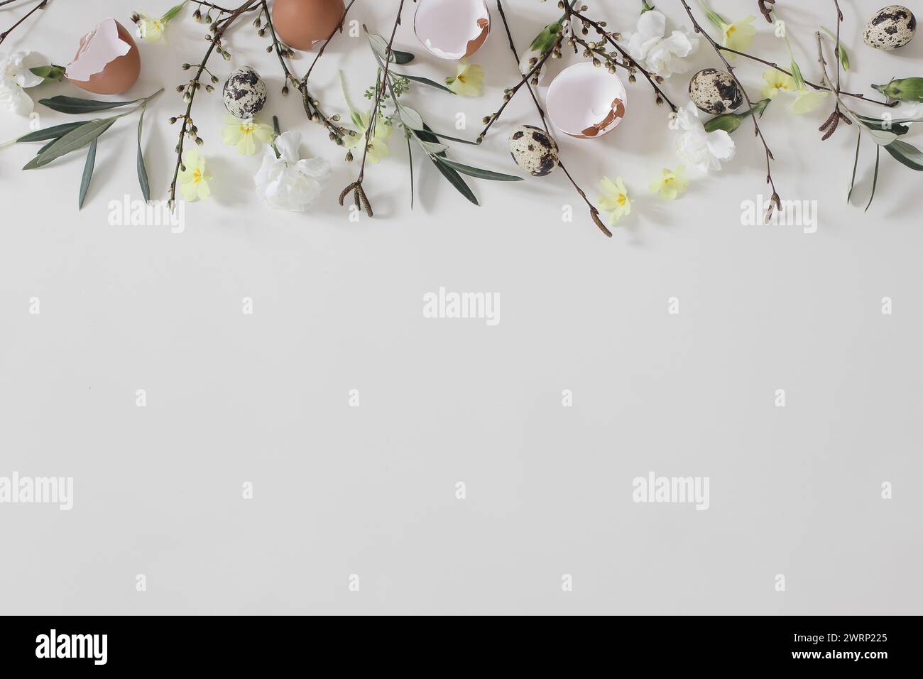 Spring frame, banner. Easter floral composition. Yellow primrose, white ...