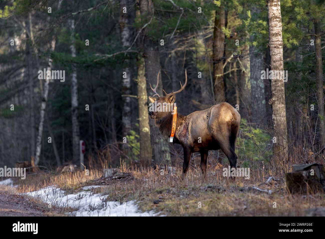 Bull elk in the Clam Lake area of northern Wisconsin Stock Photo - Alamy