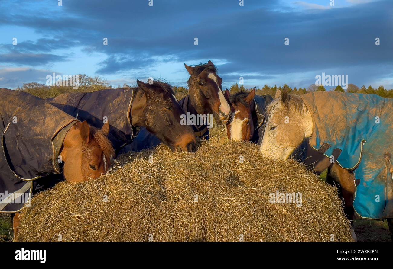 Hay 2024 hi-res stock photography and images - Alamy