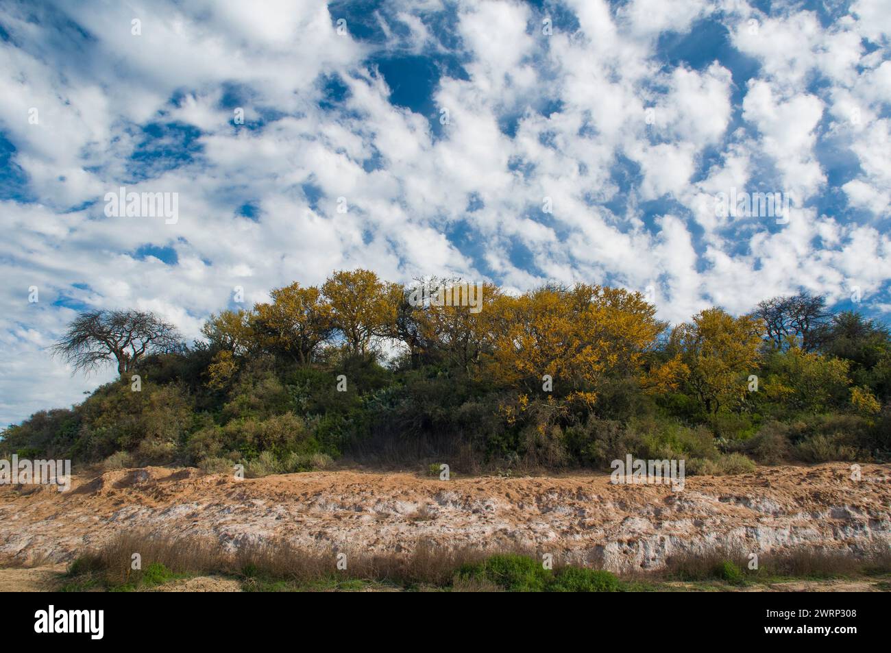 Chañar tree in Calden forest, bloomed in spring,La Pampa,Argentina ...