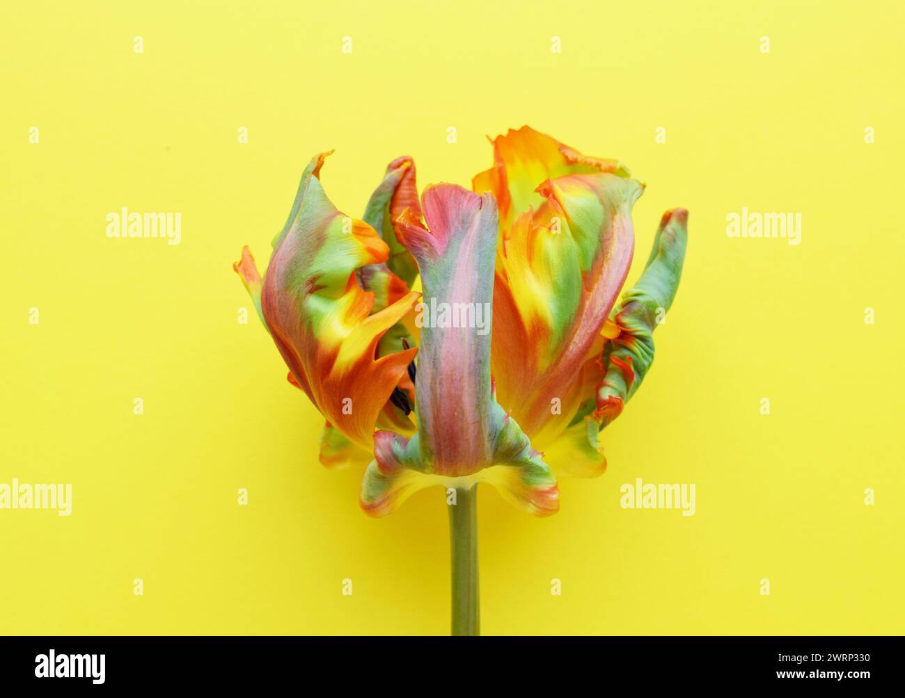 Parrot tulip flower of the Rococo variety is orange with green stripes ...