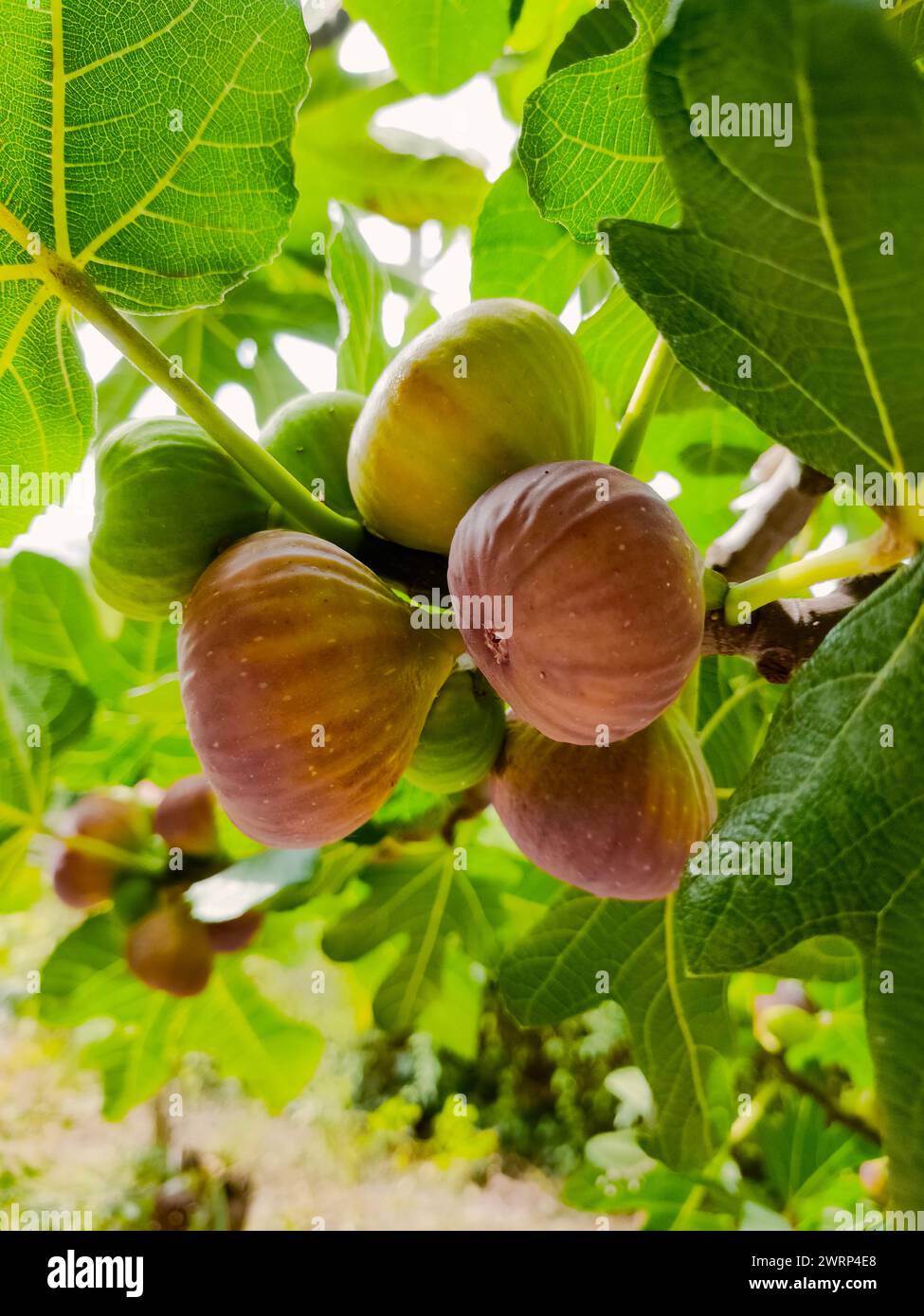 Mature figs hi-res stock photography and images - Alamy