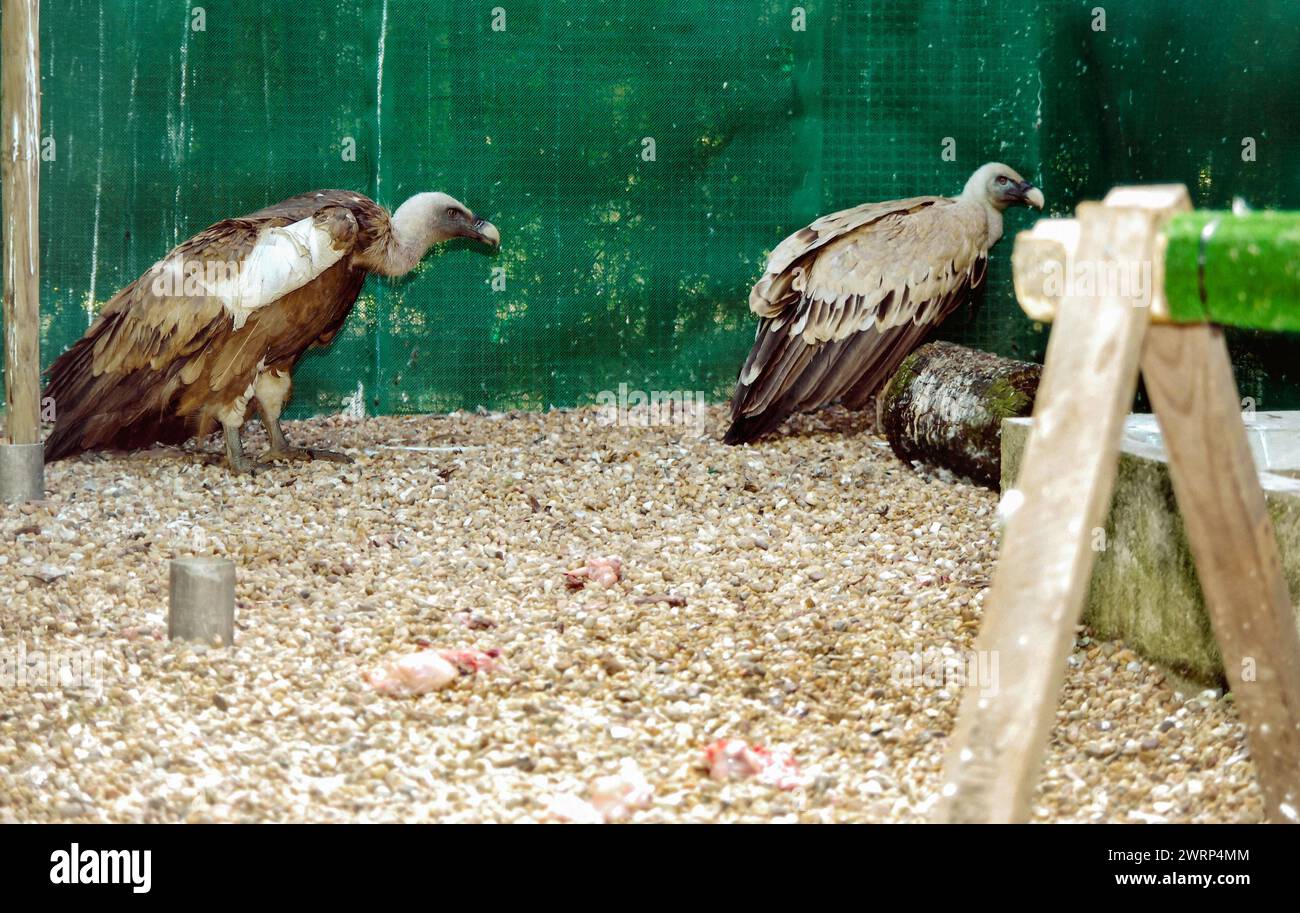 Hospital for vultures hi-res stock photography and images - Alamy