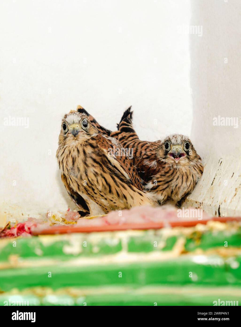 Chicks corner hi-res stock photography and images - Alamy