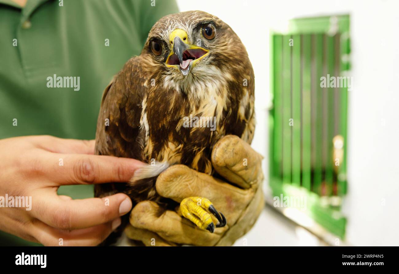 Eagle in the hand hi-res stock photography and images - Alamy