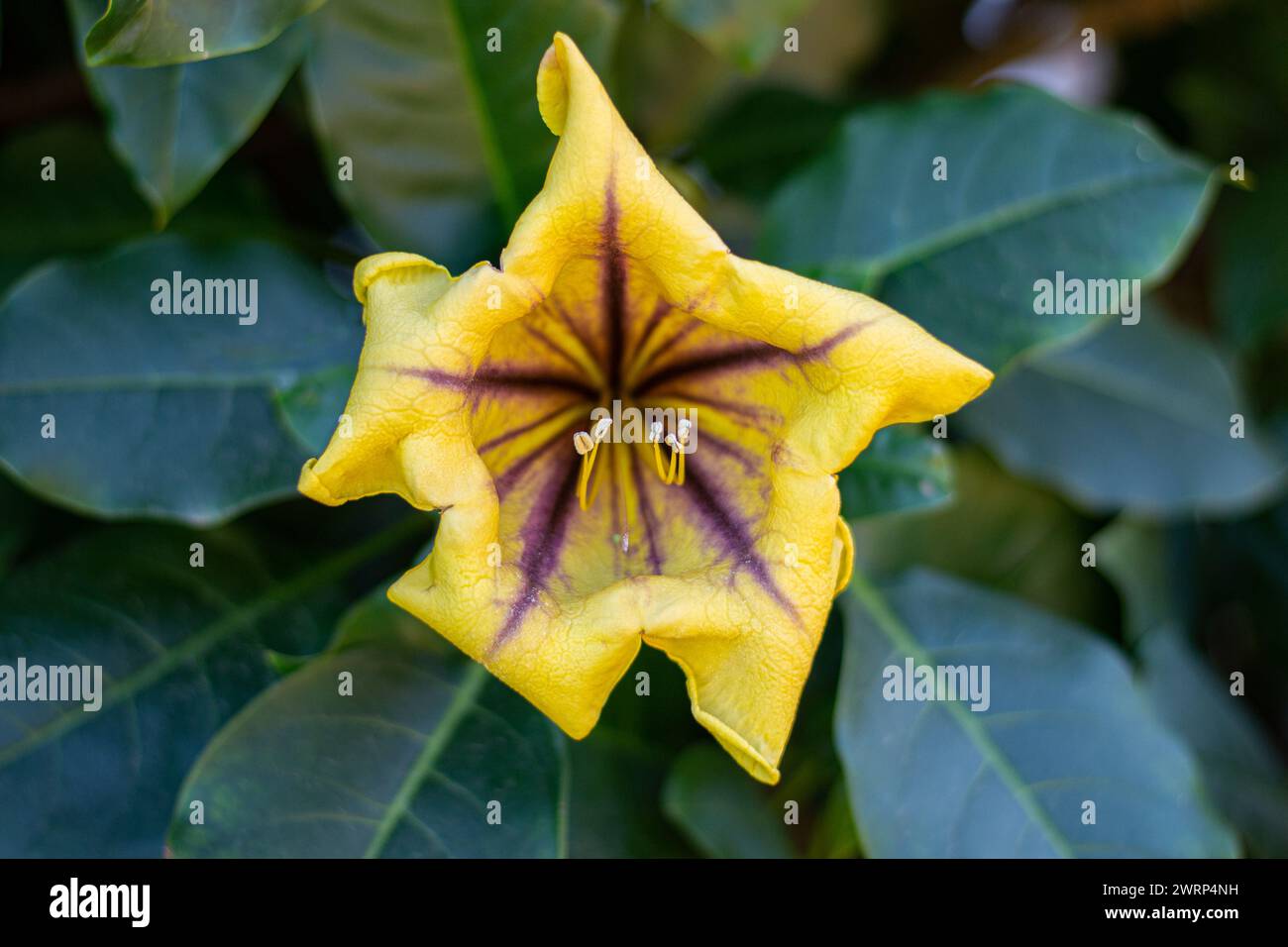 Flower of a solandra grandiflora with large stamens in a garden Stock ...