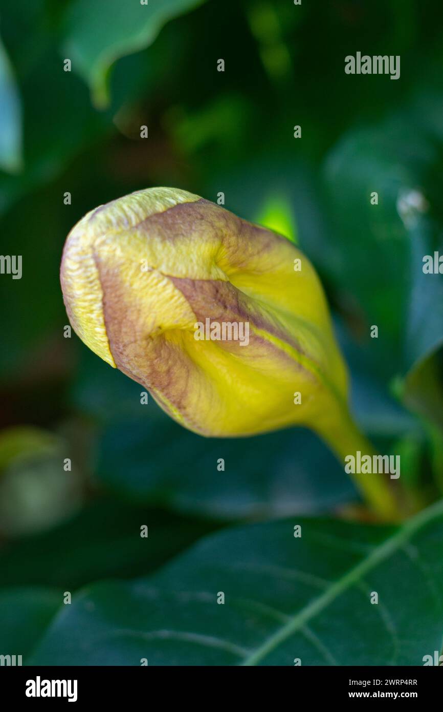Flower of a solandra grandiflora readyt to open Stock Photo - Alamy