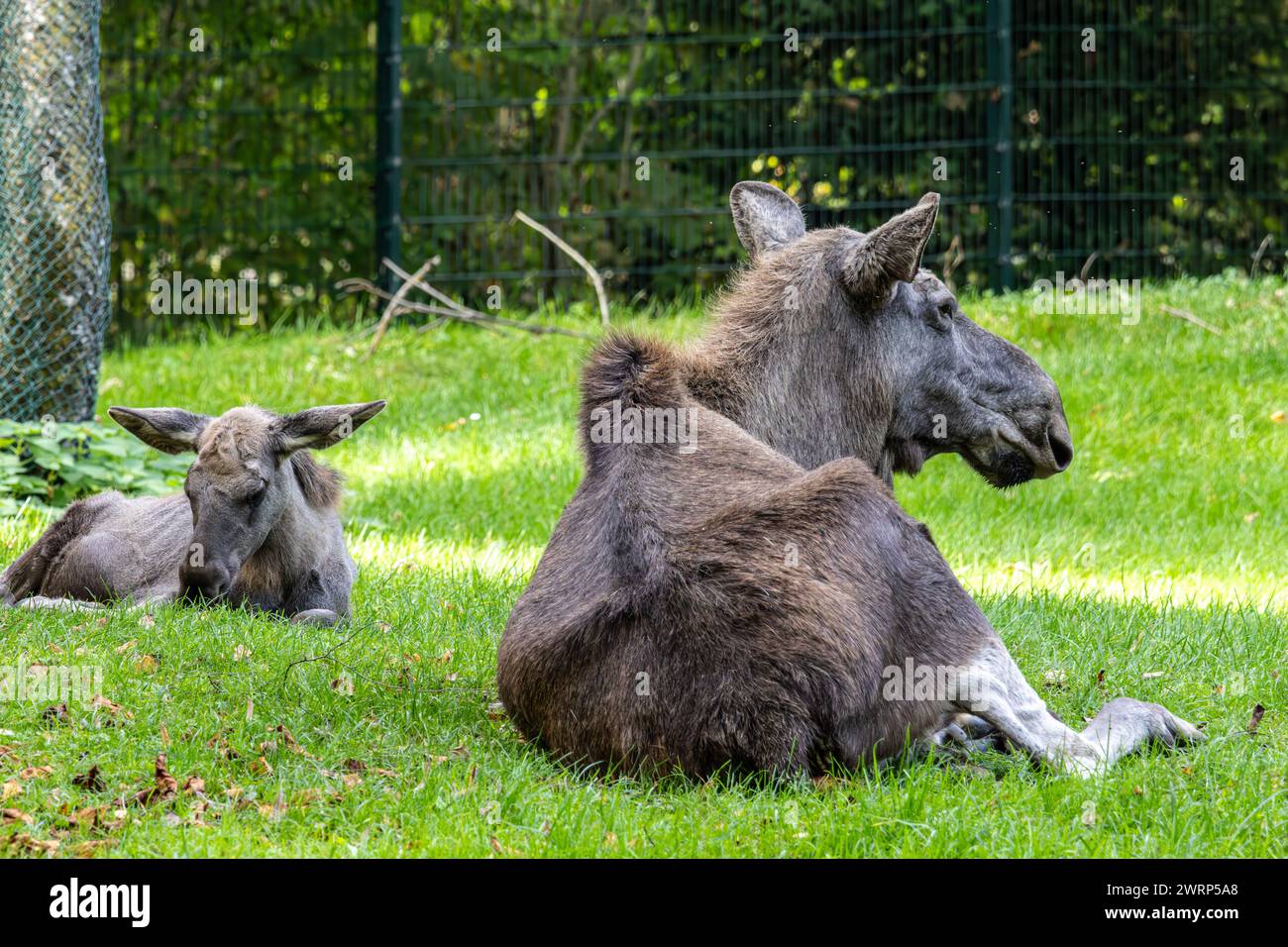 European Moose, Alces alces, also known as the elk. Wild life animal ...