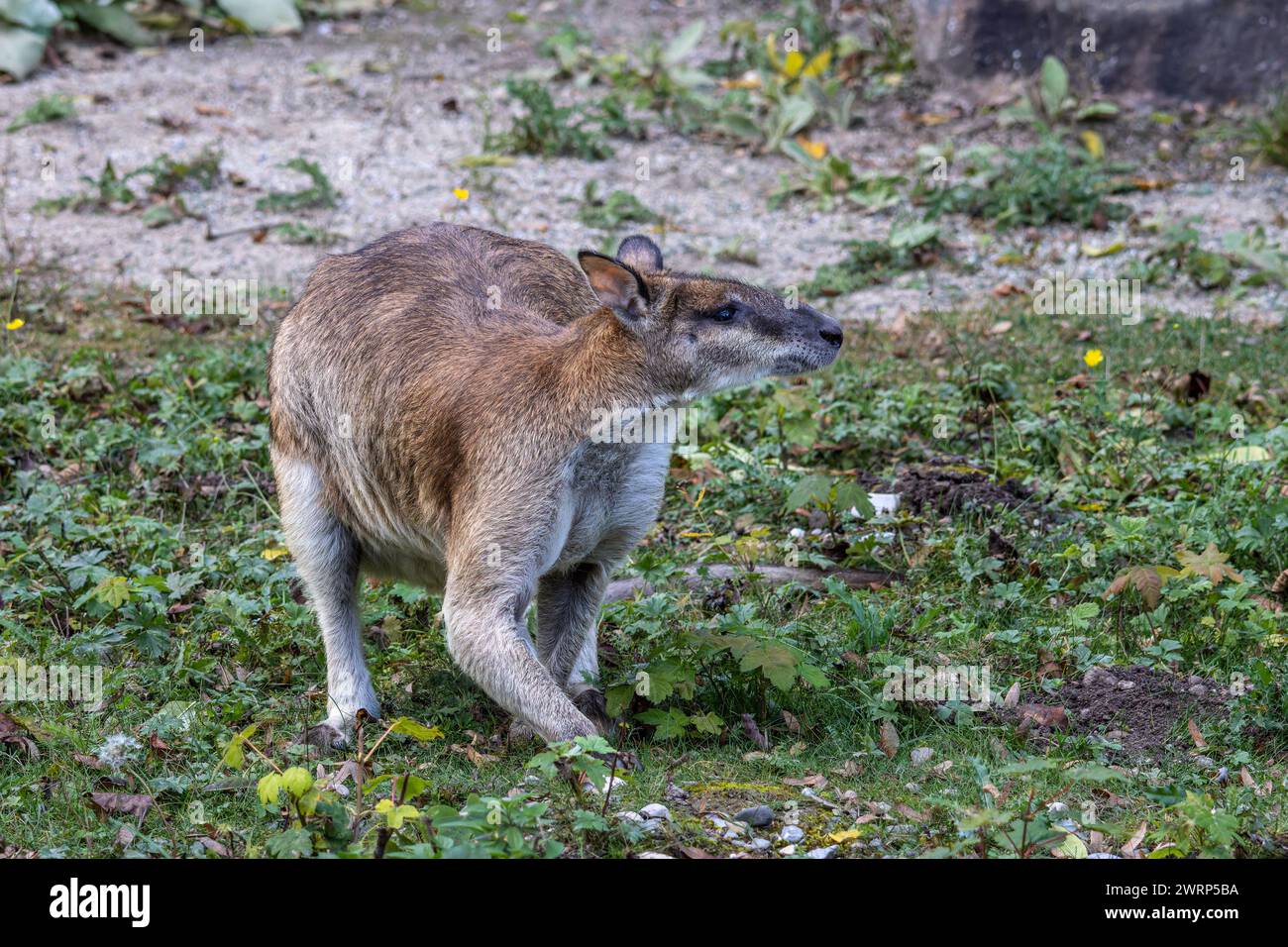 The agile wallaby, Macropus agilis also known as the sandy wallaby is a ...