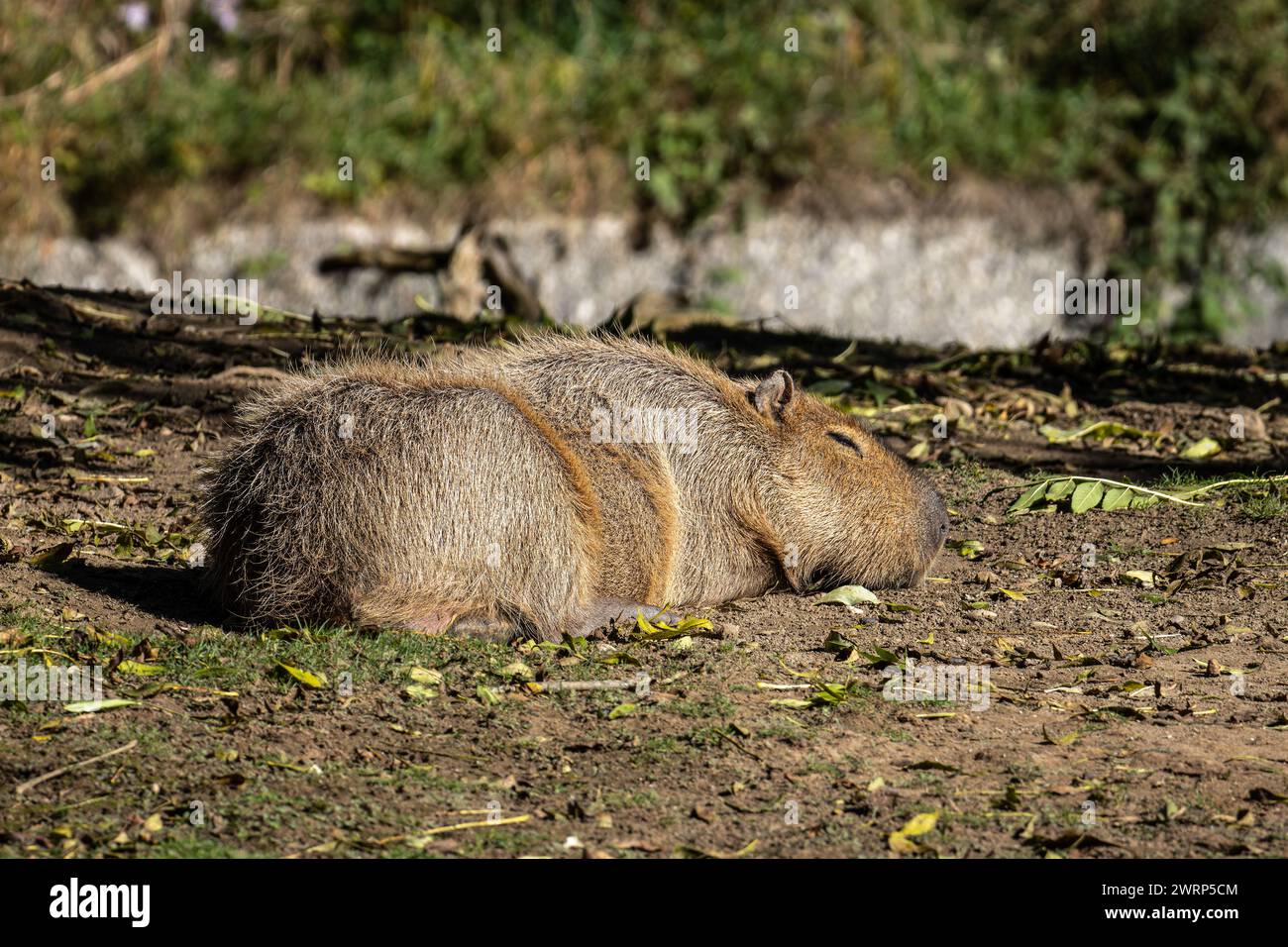 The capybara, Hydrochoerus hydrochaeris is a mammal native to South ...