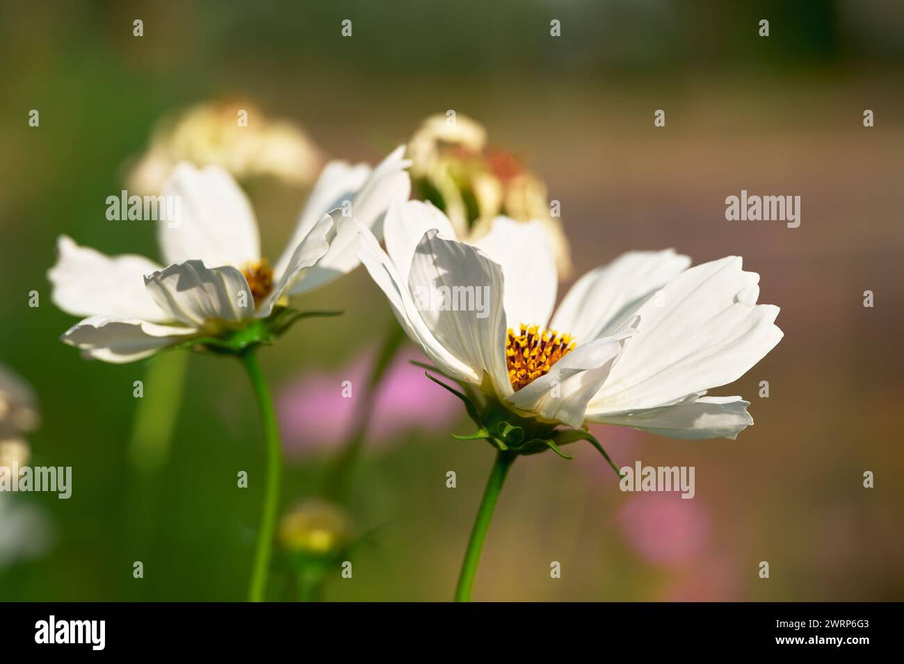 Common garden cosmos mexican aster hi-res stock photography and images ...