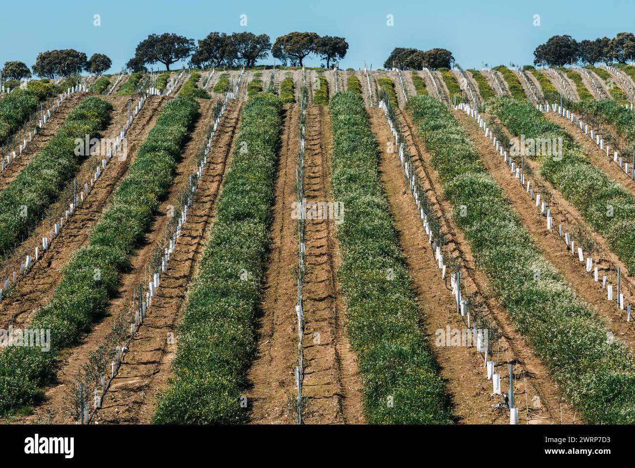 Meticulously maintained vineyard stretches across rolling hills, with ...