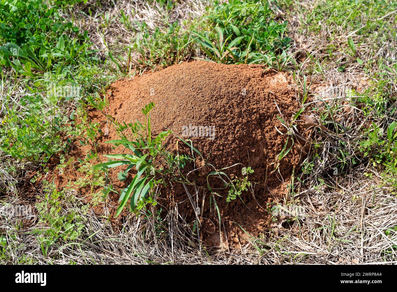 Fire ant, a red ant species, Solenopsis, hill or mound hiding the ant ...