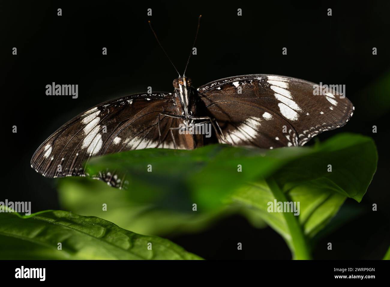 Great Eggfly Butterfly on a plant, Hypolimnas bolina Stock Photo - Alamy