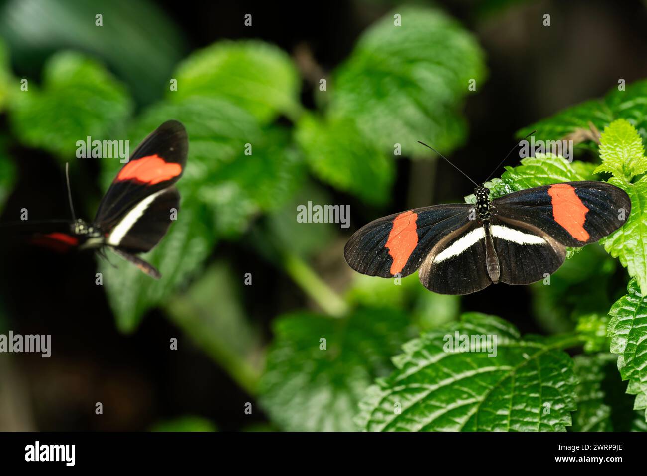 Heliconius erato small postman butterfly red passion flower butterfly ...